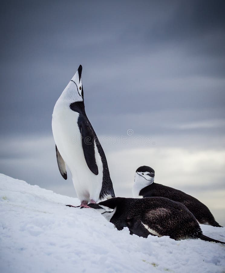 Screaming Chin Strap Penguin Yells for Mate in Antarctica Stock Image ...