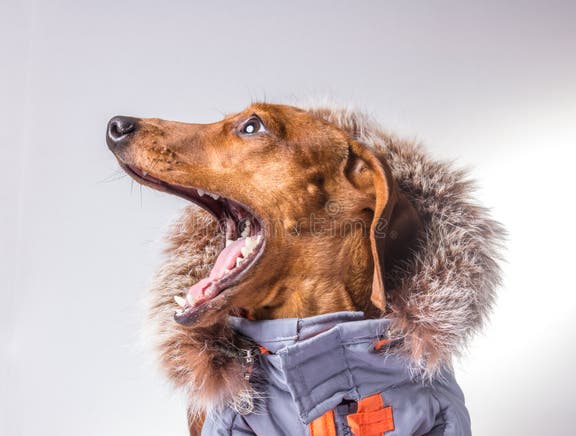 Screaming dog stock image. Image of inspiration, pets - 27708273