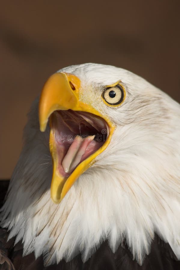 12+ Screaming bald eagle Free Stock Photos - StockFreeImages 12+ Screaming bald eagle Free Stock Photos - StockFreeImages