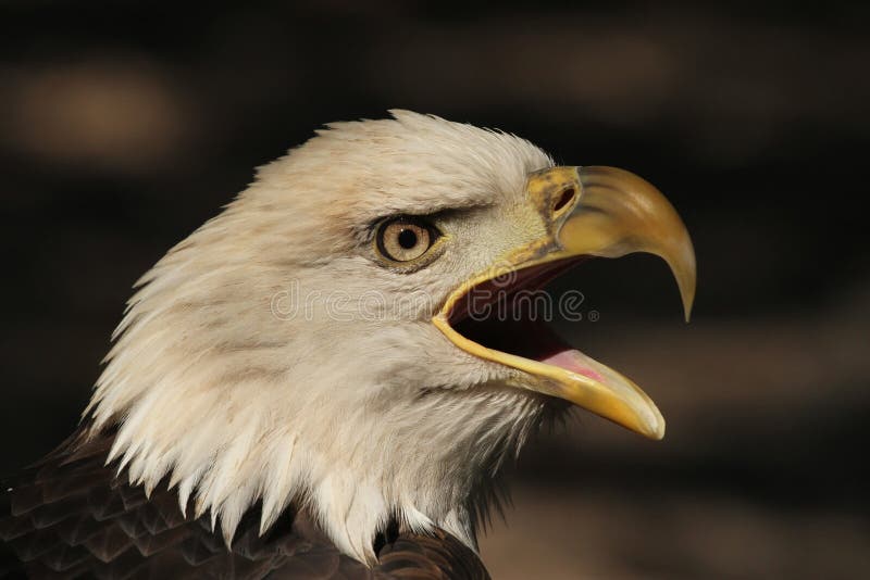 Secretary Bird with Scary Face Stock Photo - Image of wildlife, africa ...