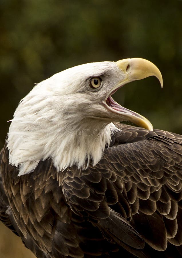 Screaming Eagle stock image. Image of american, bird - 27356689