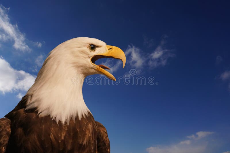 Screaming Eagle in the Wild Stock Photo - Image of proud, defiant: 5799344