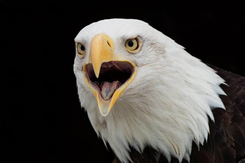 Crying Screaming Eagle