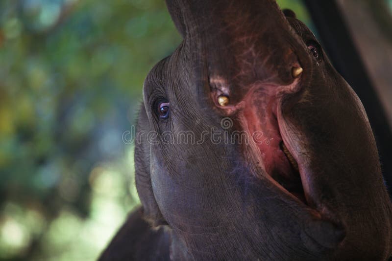 Crazy elephant stock image. Image of tail, tropical, wildlife - 15846555
