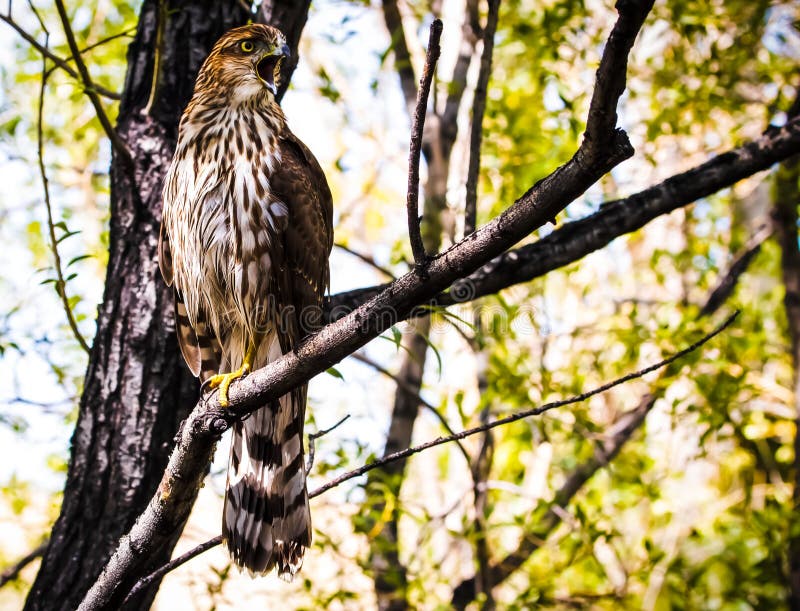 Screaming Falcon stock image. Image of color, bird, open - 255926975