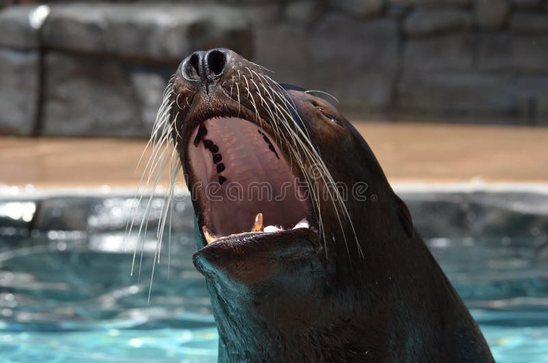 Sea Lion cry. stock photo. Image of ocean, mammal, show - 5896876