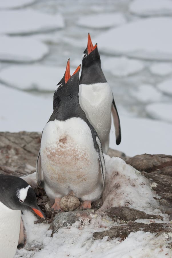 Two Gentoo Penguins in the Snow Stock Photo - Image of penguin, north ...