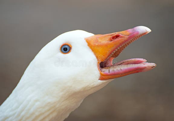 Screaming goose. stock photo. Image of aggression, danger - 87159144