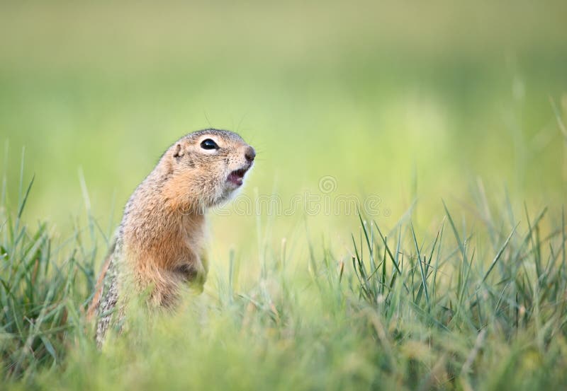 Screaming gopher stock image. Image of grass, closeup - 33526319
