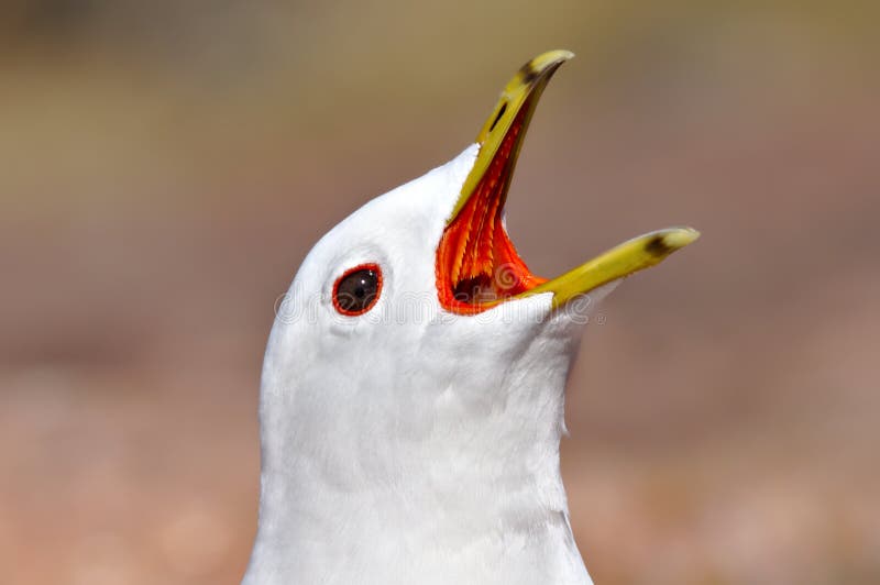 Screaming Sea Gull in Straw Stock Image - Image of iris, cloudy: 33292661