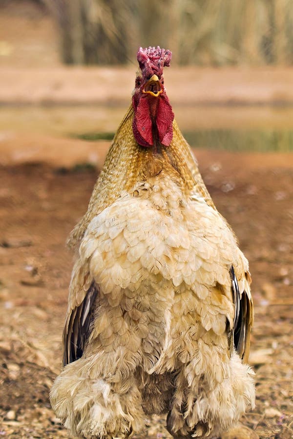 Screaming hen close-up stock photo. Image of farmyard - 342963226