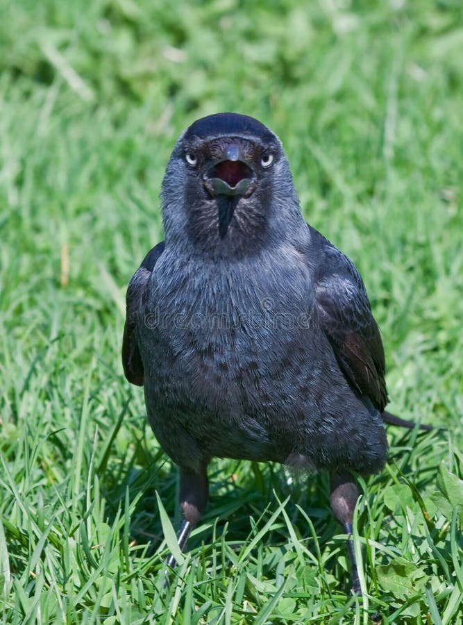 Screaming jackdaw stock photo. Image of jackdaw, nature - 22786368