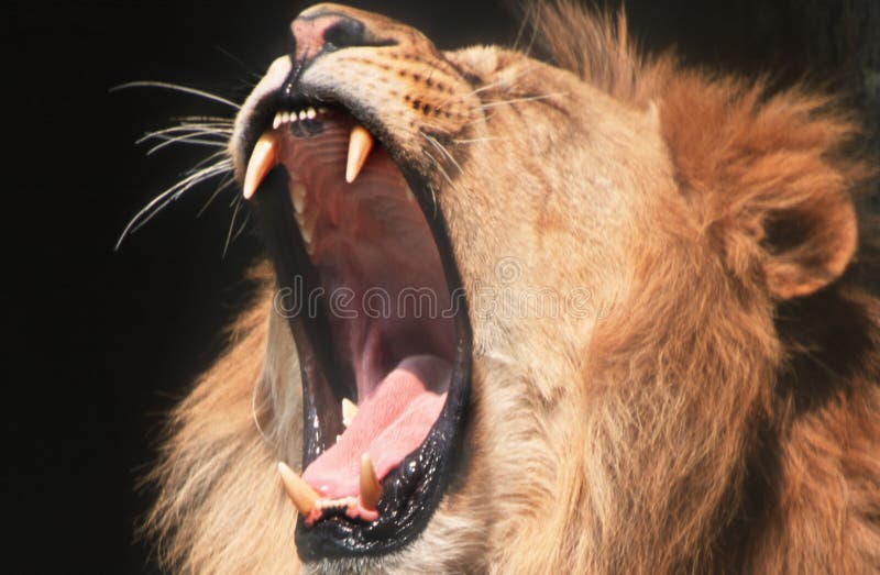 Screaming lion stock photo. Image of dangerous, bellowing - 87493808