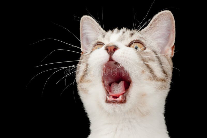 234 Roaring Kitten Stock Photos - Free & Royalty-Free Stock Photos from ...