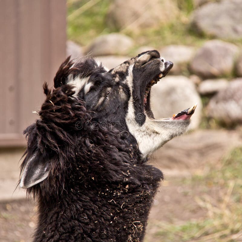 The screaming Llama stock image. Image of wide, animal - 20842597