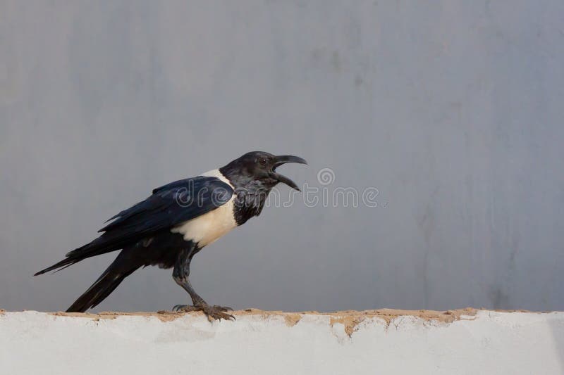 Screaming Magpie stock image. Image of bird, wall, animal - 29687579