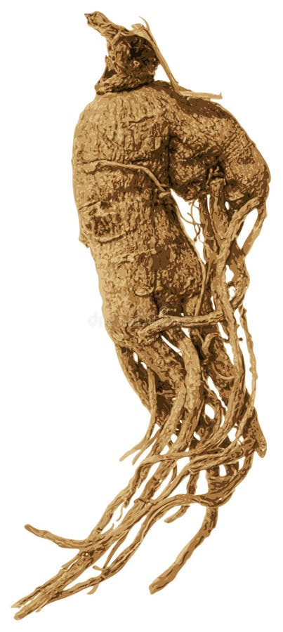 Screaming mandrake root. stock vector. Illustration of nature - 99462609