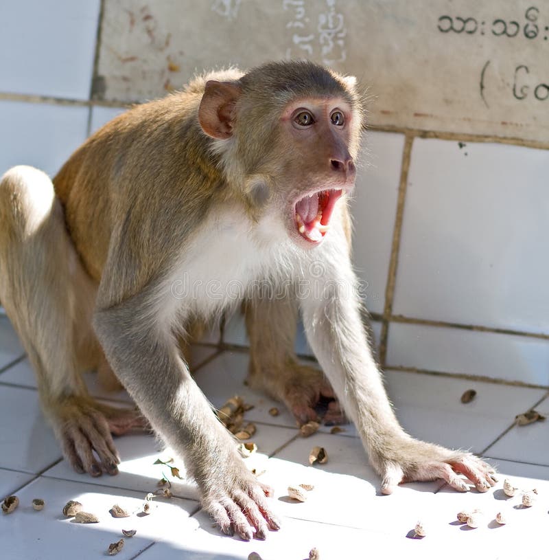 Screaming Monkey stock image. Image of furious, animals - 31723797