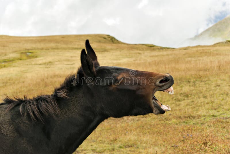 Screaming Donkey Stock Photos - Free & Royalty-Free Stock Photos from ...