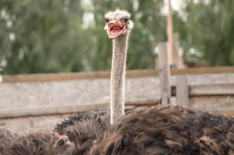 Mad Ostrich Screaming Safari Park Stock Image - Image of safari ...