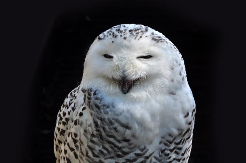 Screaming owl stock image. Image of animal, wildlife - 53761105