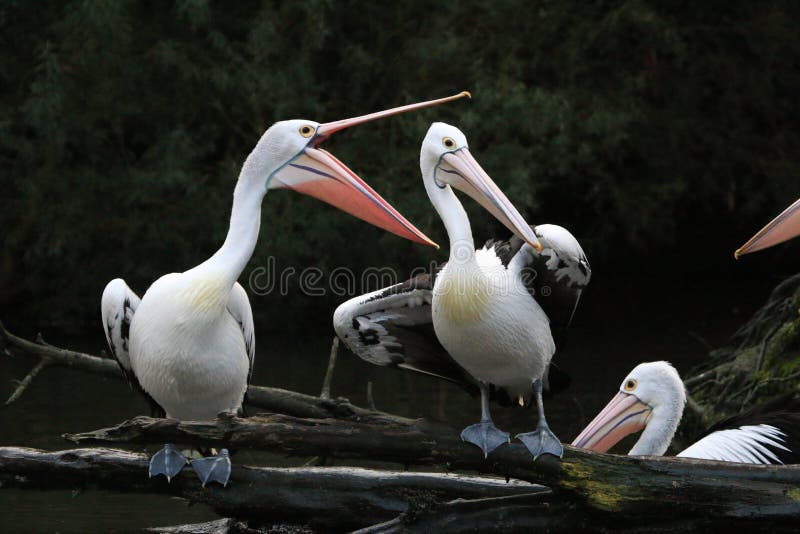 Screaming Pelicans stock photo. Image of bills, feathers - 83572900