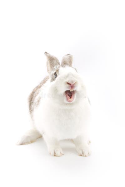 Screaming rabbit stock image. Image of animal, tame, hear - 4767579