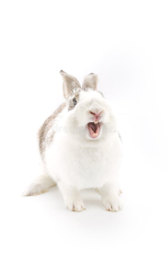 Screaming rabbit stock image. Image of animal, tame, hear - 4767579