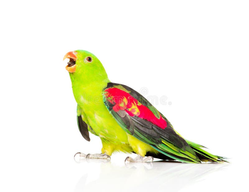 Screaming Red-Winged Parrot (Aprosmictus Erythropterus) in Profile ...