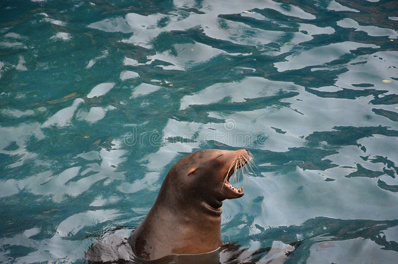 Screaming Sea Lion in Antarctica Stock Image - Image of mouth, marine ...