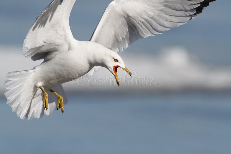 Screaming seagull stock image. Image of gull, midair - 19049893