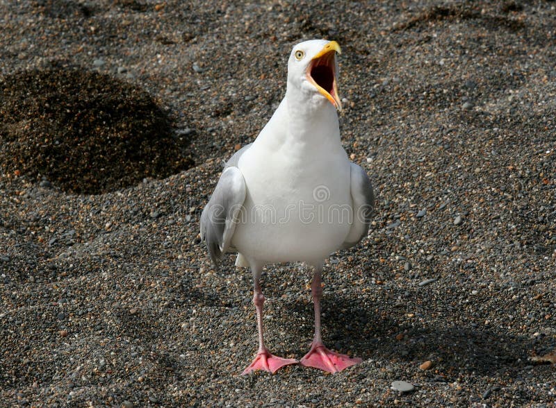 Screaming Seagull Stock Photo - Image: 254870