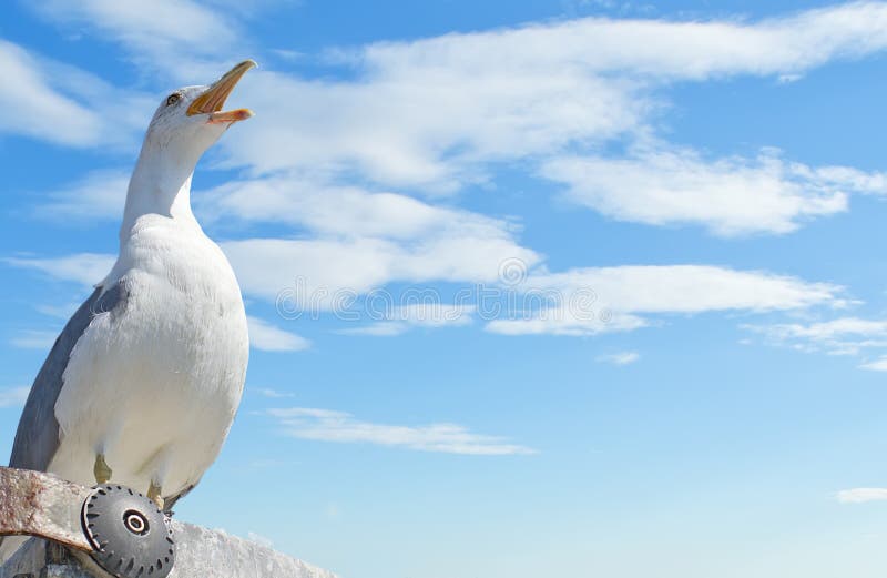 Screaming seagull stock photo. Image of sunny, blue, outside - 26607828