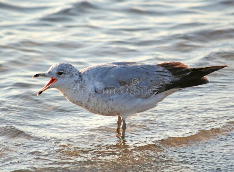 Screaming Seagull stock image. Image of bird, freedom - 28400493