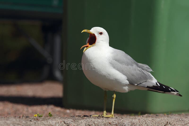 Screaming Seagull. stock photo. Image of screaming, scream - 32034004