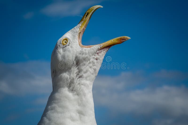 Seagull shout stock image. Image of horizon, roof, portugal - 76536393