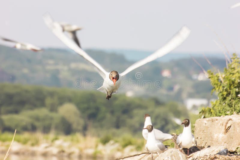 Black Headed Seagull Scream Stock Photo - Image of pigeon, birds: 139159996