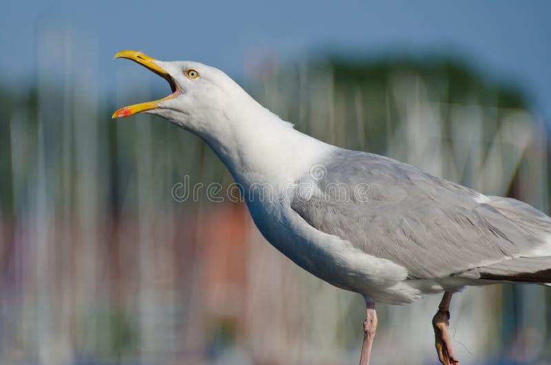 Screaming seagull stock photo. Image of seagull, gull - 64043410