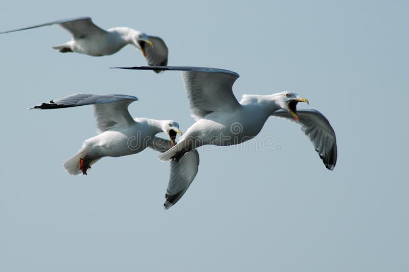 Gliding Flock of Seagulls and Sunlight Stock Image - Image of life ...