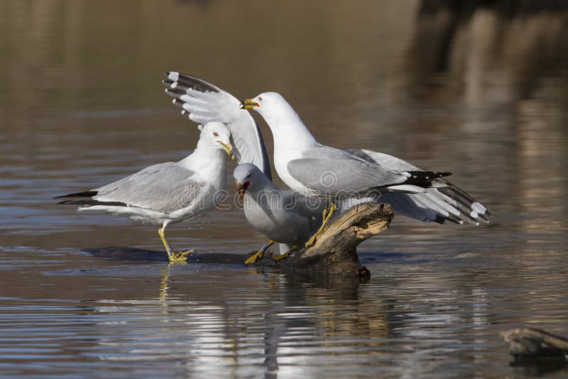 Screaming seagulls stock photo. Image of migration, blue - 53308252