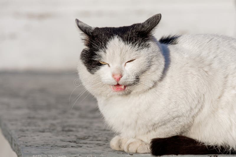 Screaming Street Cat Displeased Face Stock Image - Image of mouth, look ...