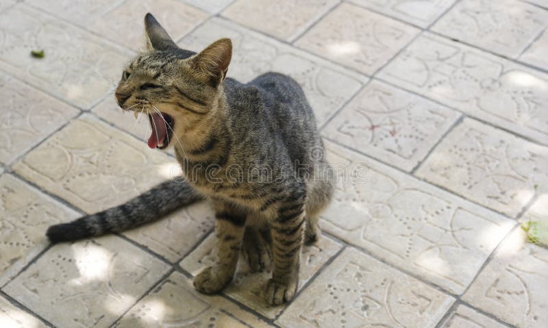 Screaming Street Cat. Funny Animal Stock Image - Image of kitty, hair ...