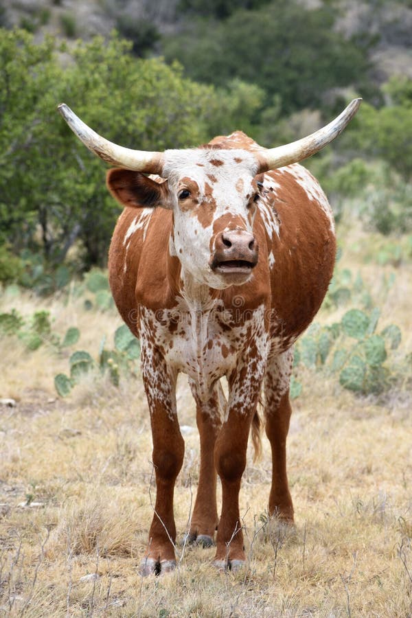 Screaming Texas Longhorn Cattle Portrait Stock Photo - Image of closeup ...