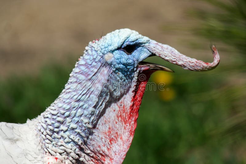 Screaming turkey stock photo. Image of animal, black - 24476708