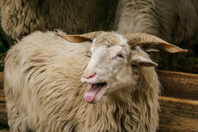 Screaming Sheep