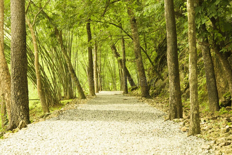Scree Way with Trees Lined beside the Way. Path Surrounded by Trees ...