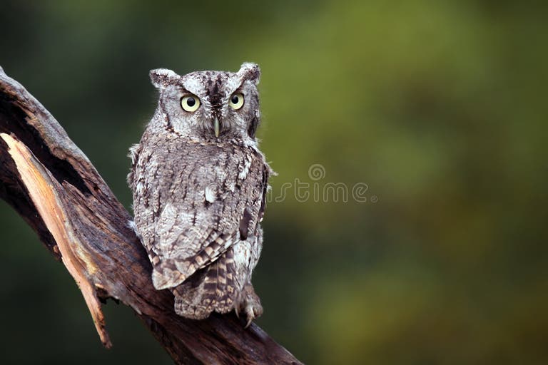 149 Owl Confused Stock Photos - Free & Royalty-Free Stock Photos from ...