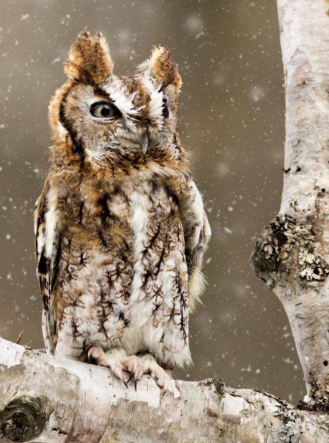 Screech Owl stock image. Image of bird, cute, screech - 29276483