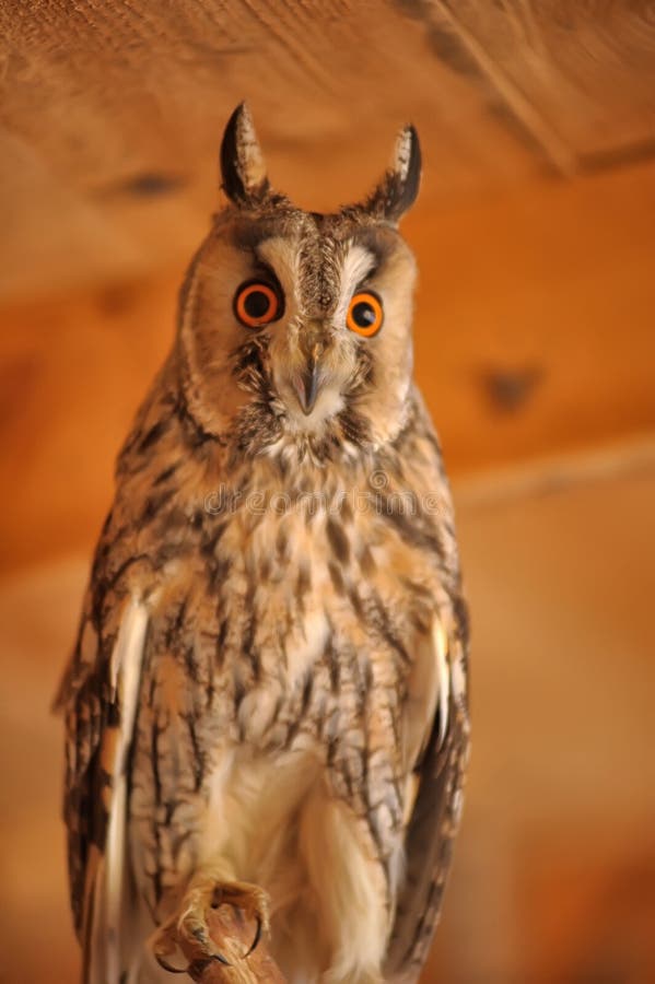 Screech-owl stock image. Image of close, copyspace, focus - 30059739