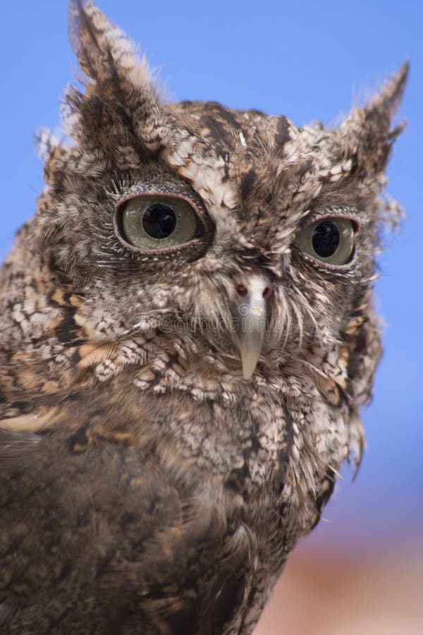 Screech Owl stock image. Image of hoot, wise, beak, portrait - 459757